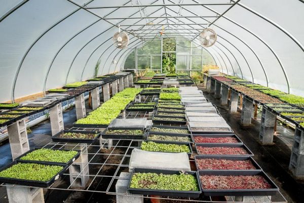 Tips Tentang Jenis Microgreens - De Grunteman Organic Greens