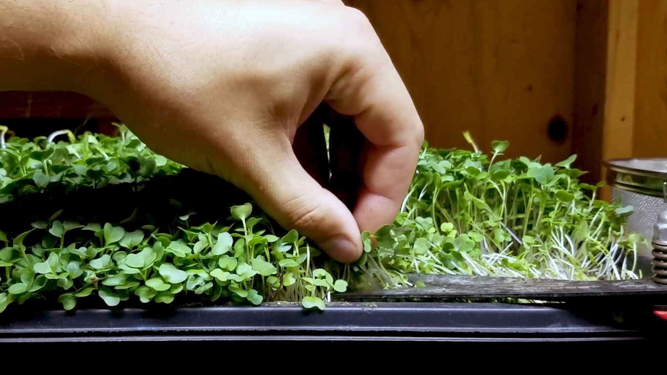 Cara Menaman Selada Microgreens Bagi Pemula - De Grunteman