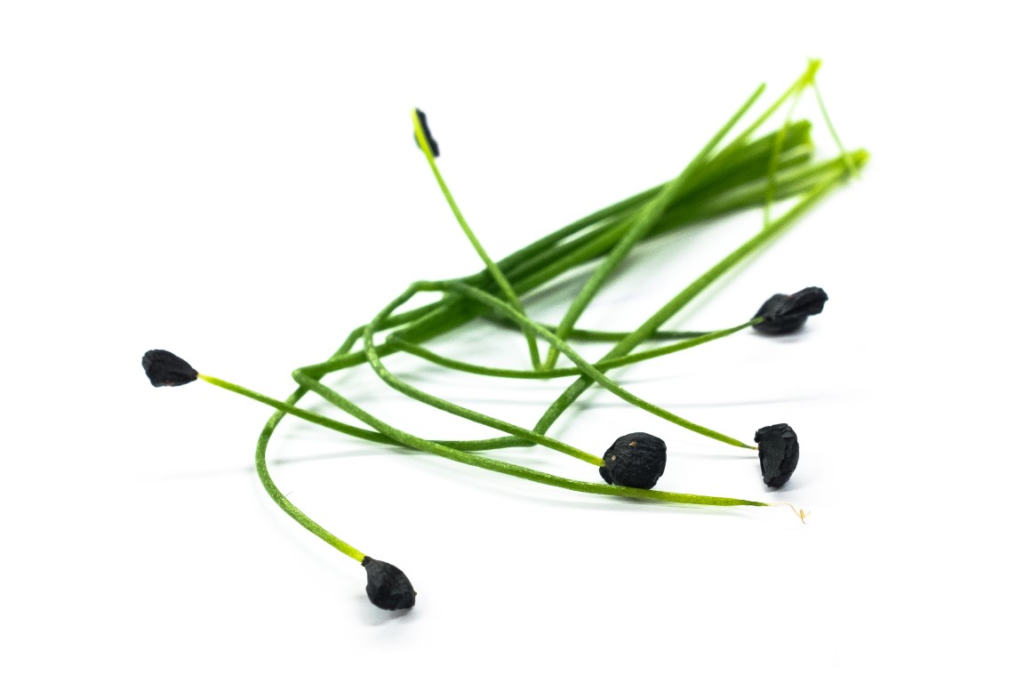 Apakah Manfaat Chives Microgreens? - De Grunteman